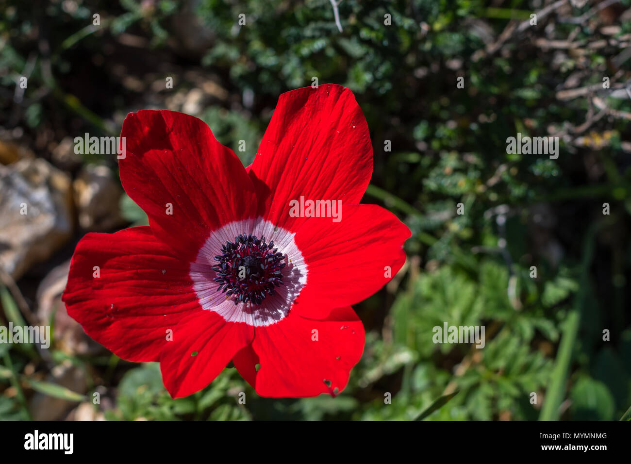 Israel national flower hi-res stock photography and images - Alamy
