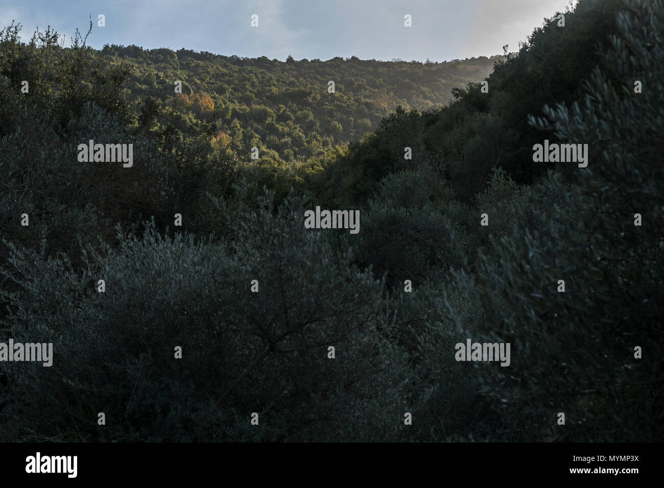 Israel pine trees in forest hi-res stock photography and images - Alamy