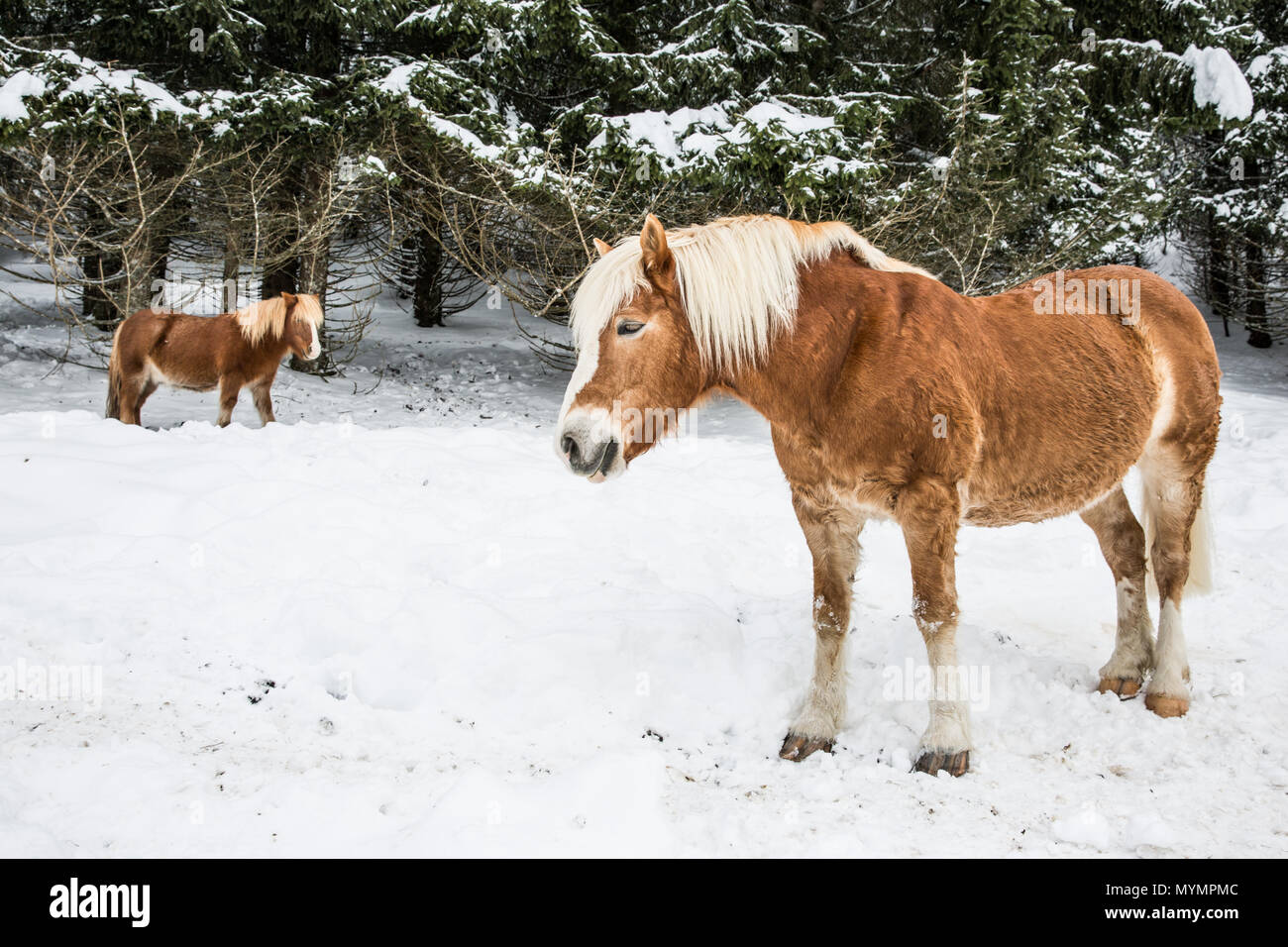 Shetland pony in the snow hi-res stock photography and images - Alamy