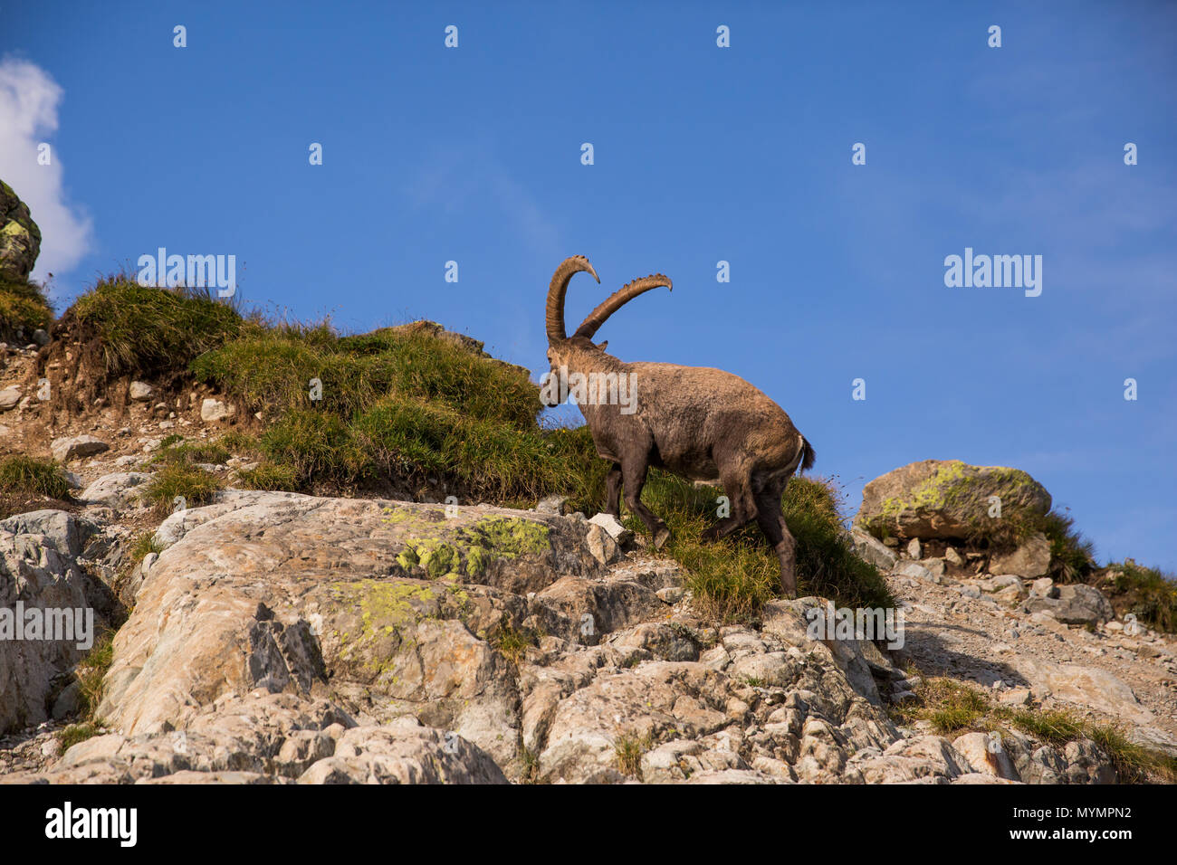 Ibex photography hi-res stock photography and images - Alamy