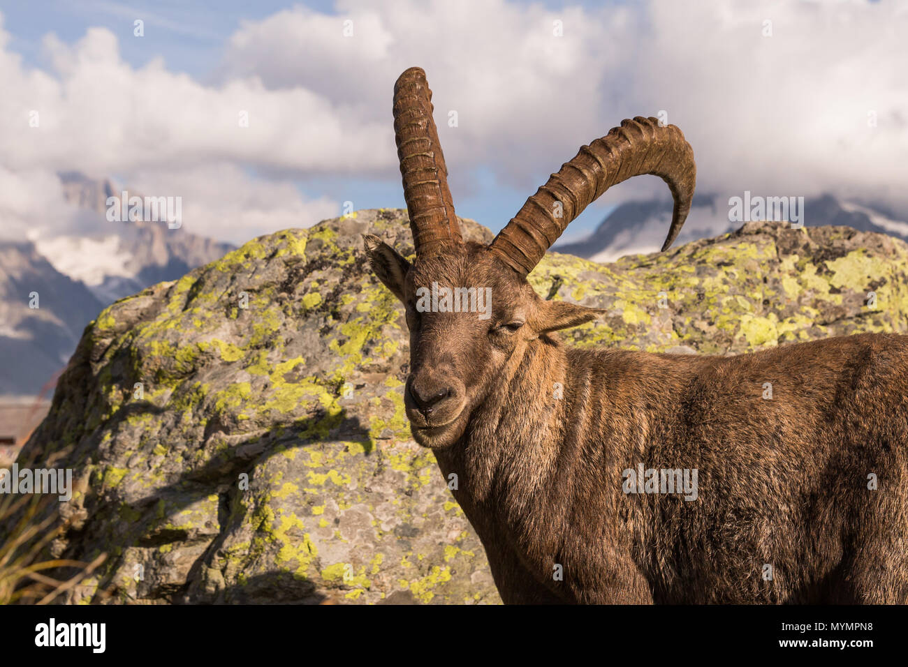 Alpine ibex summer coat hi-res stock photography and images - Alamy