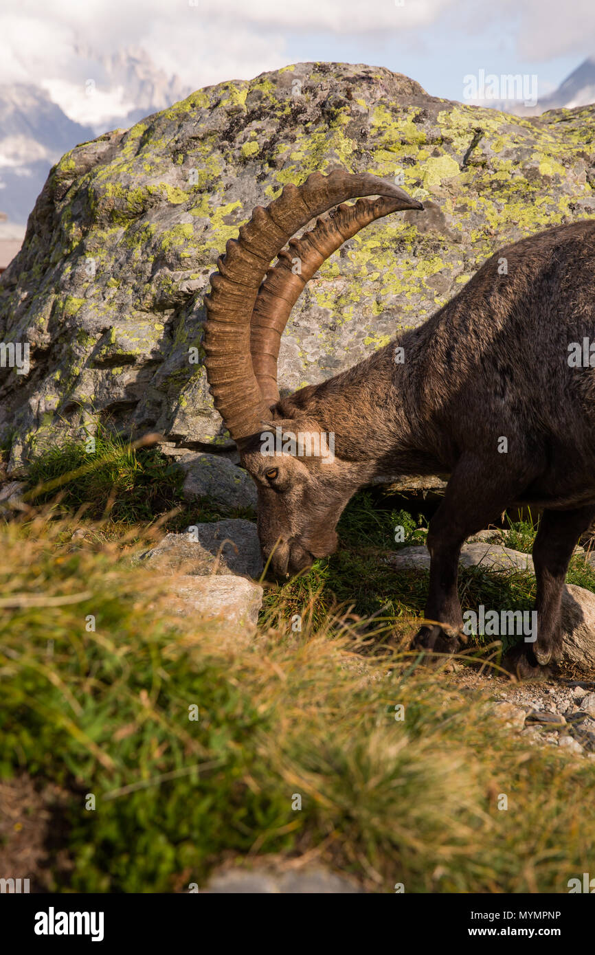 Ram Eating High Resolution Stock Photography and Images - Alamy