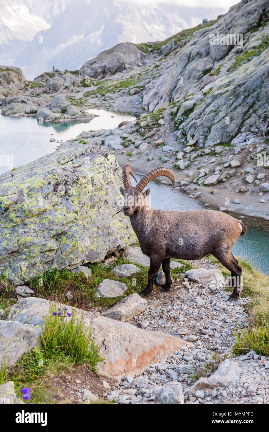 How Do Rams Climb High