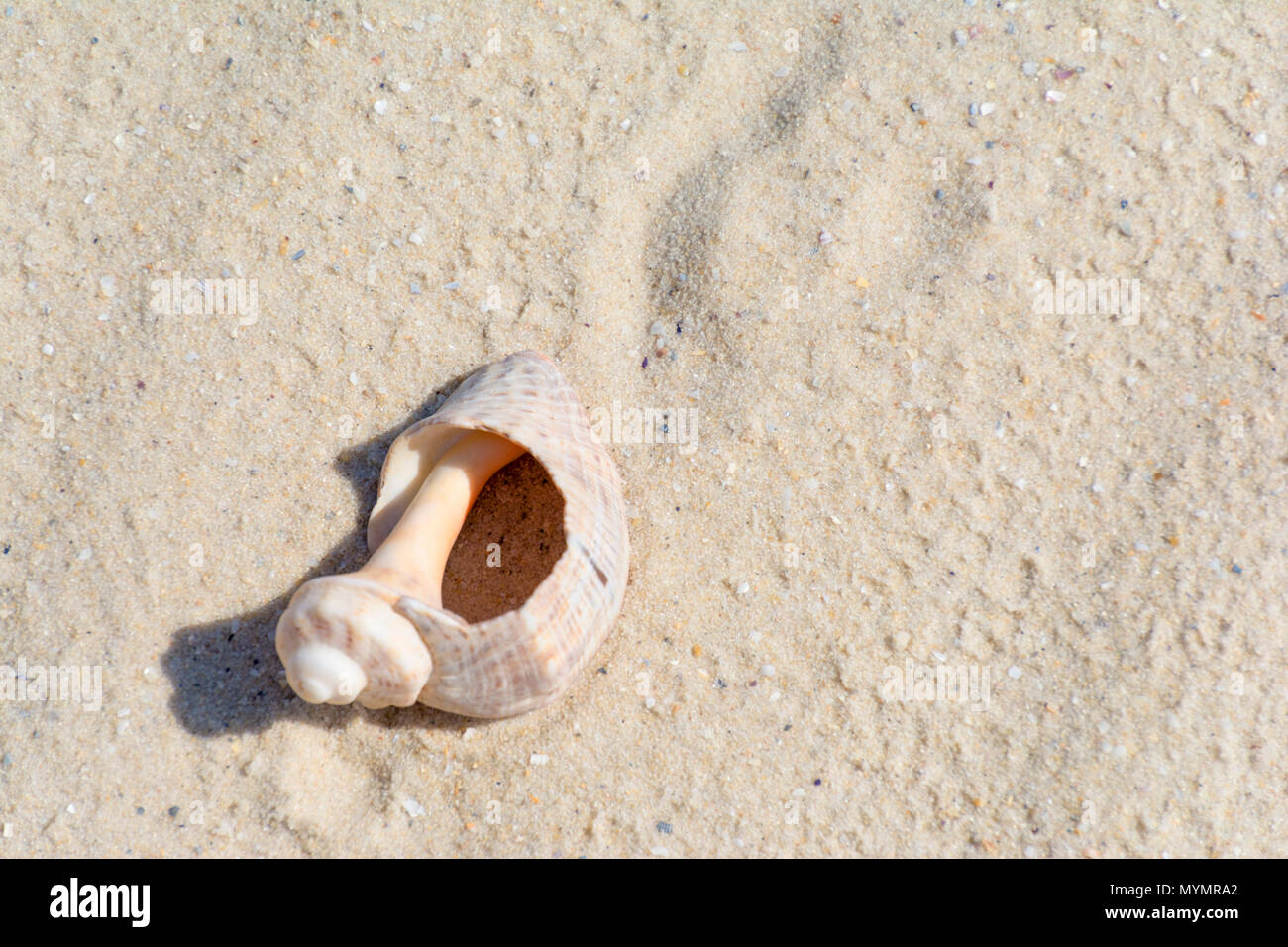 Broken shell lying on the beach in the sand Stock Photo - Alamy