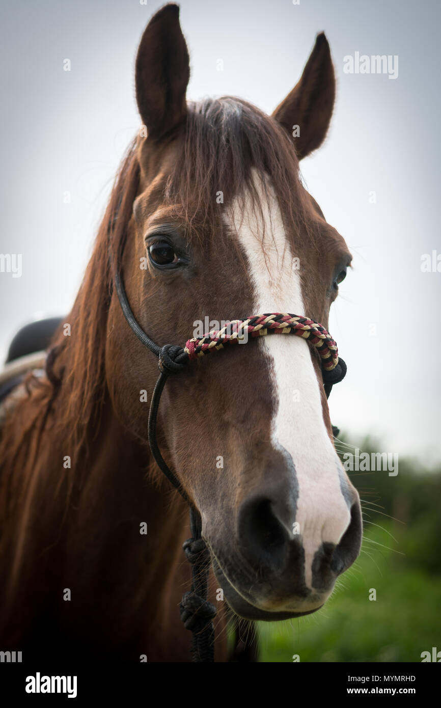 Israeli horse hi-res stock photography and images - Alamy