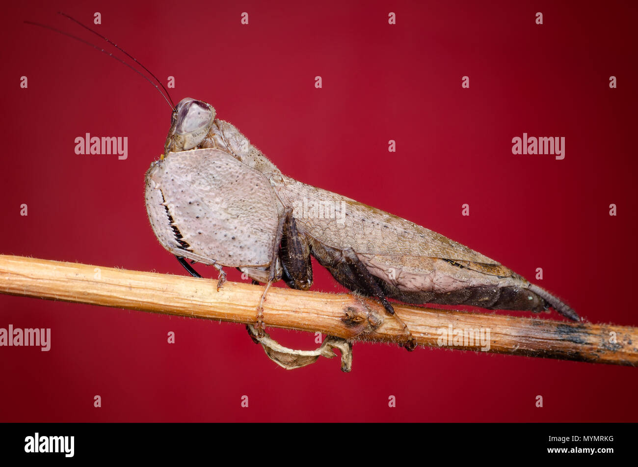 Mantis wallpaper hi-res stock photography and images - Alamy