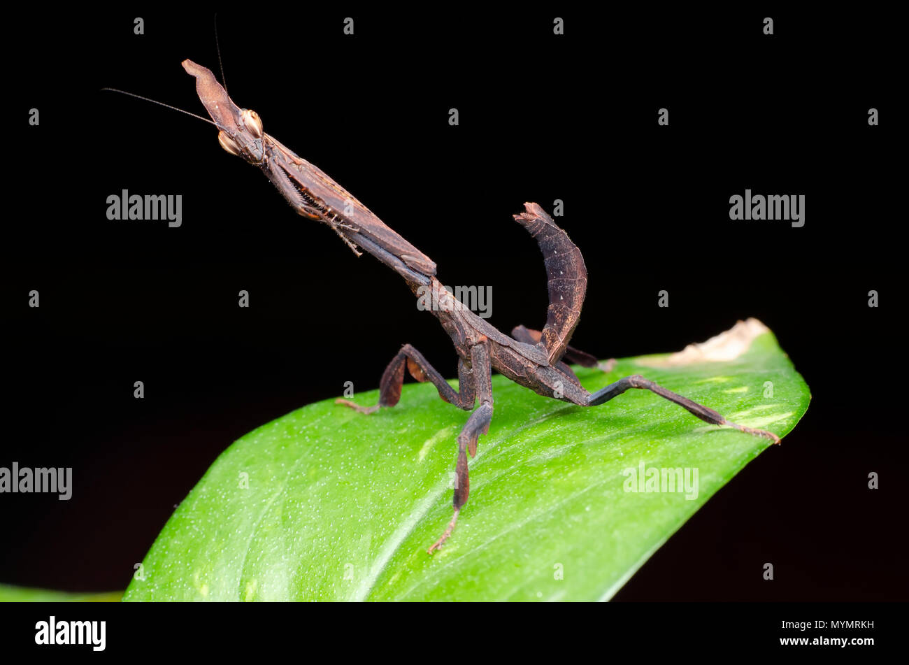 bark horned mantis, Ceratocrania macra Stock Photo - Alamy