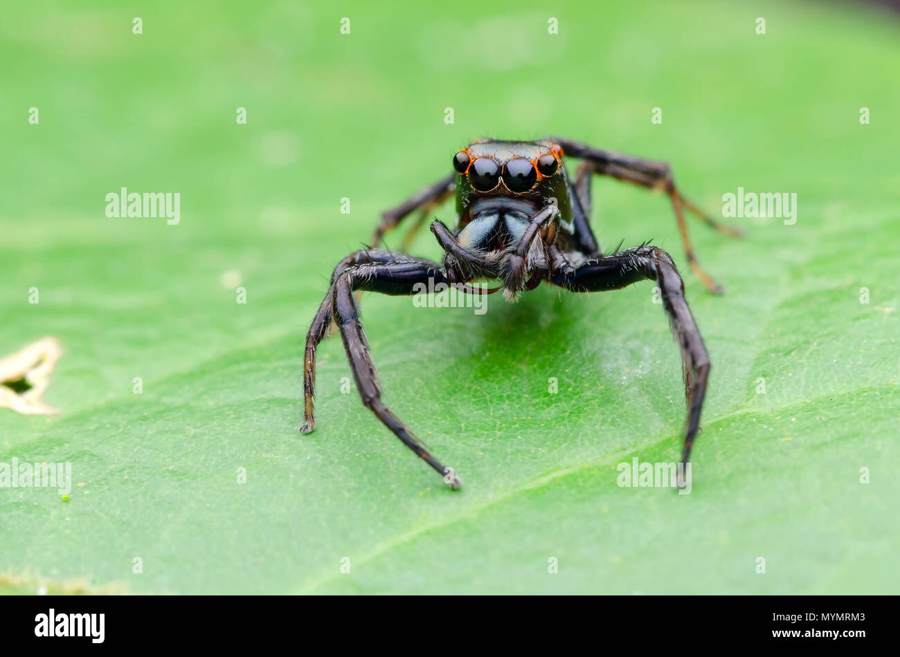Malaysia jumping spider hi-res stock photography and images - Alamy