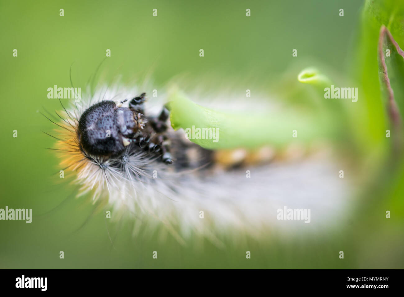 Israeli caterpillar hi-res stock photography and images - Alamy