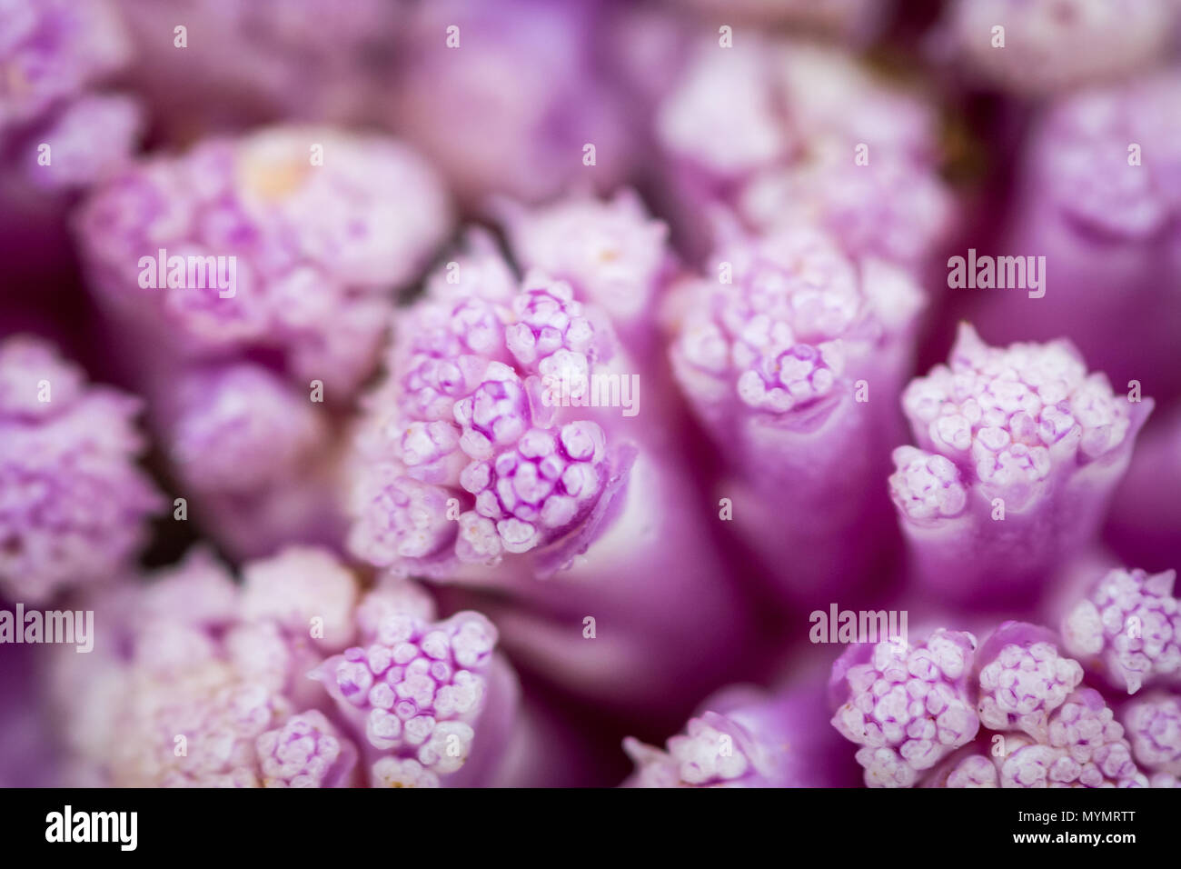 Macro of Cauliflower Flowers Stock Photo - Alamy