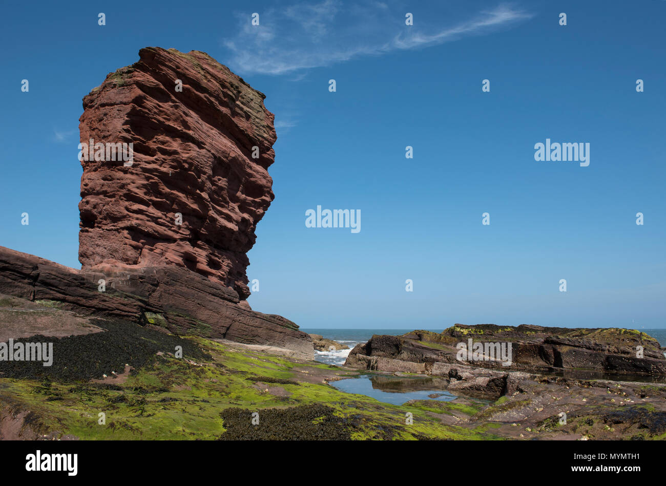 The Deil's Heid (Devils Head) red sandstone sea stack, Seaton Cliffs ...