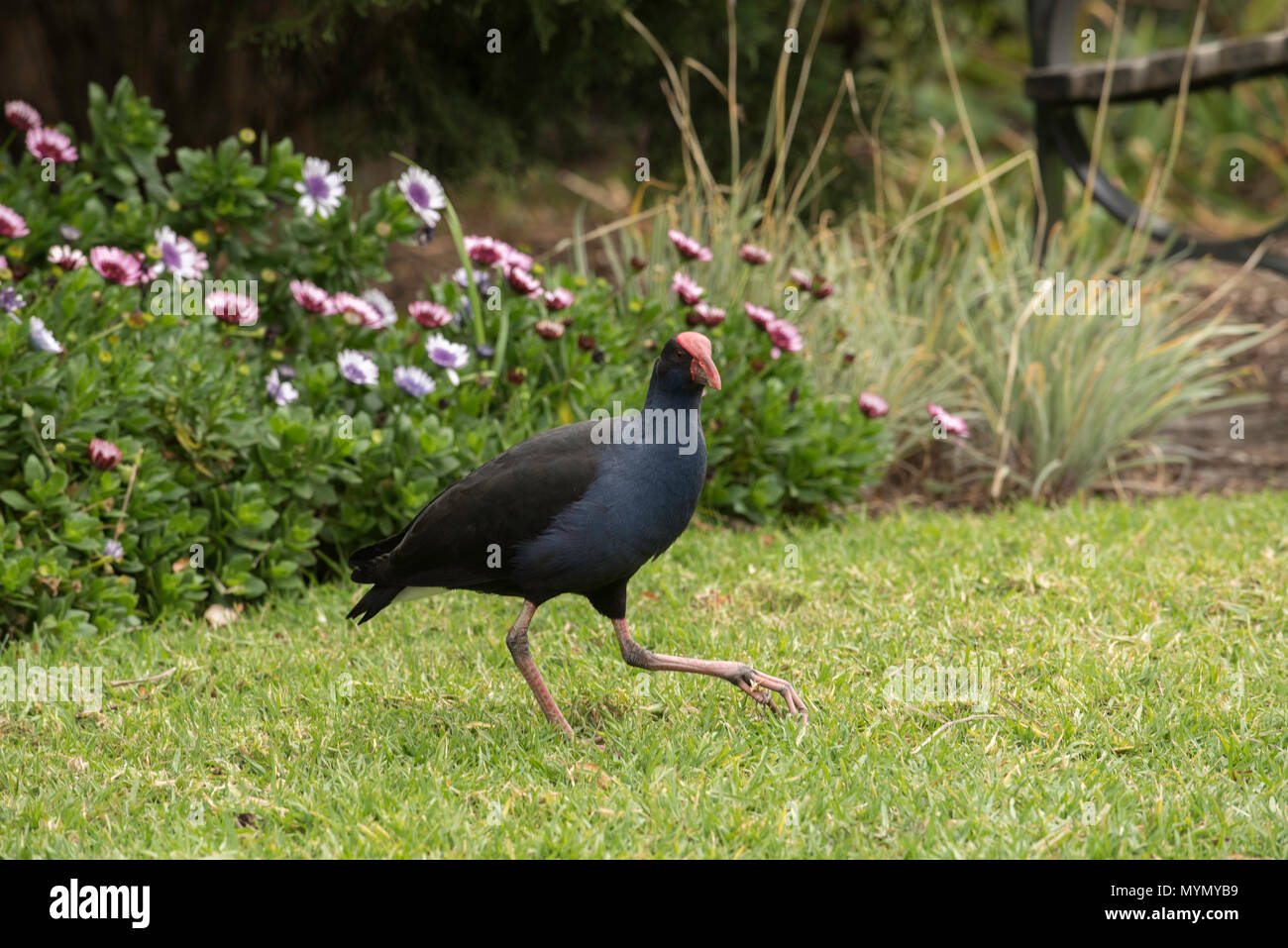 Native australian birds hi-res stock photography and images - Alamy