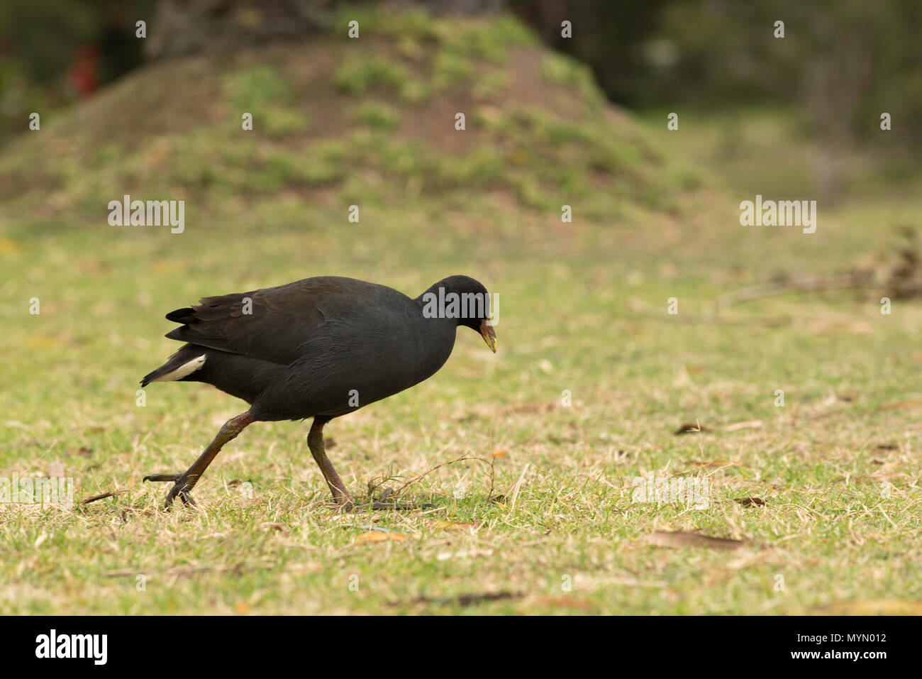 Native australian birds hi-res stock photography and images - Alamy