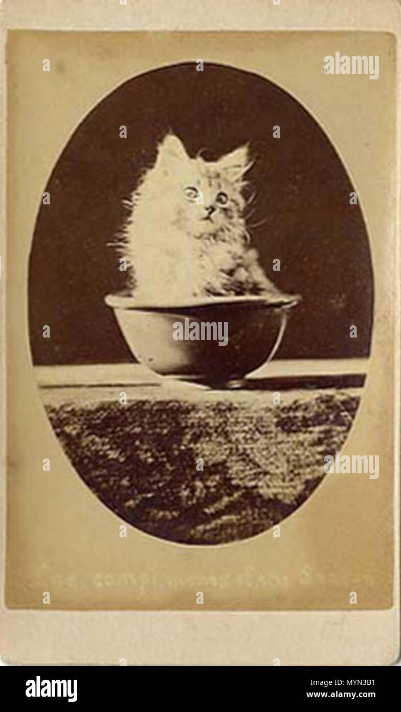 . English: A small kitten in a mixing bowl, a carte from 'The Brighton ...