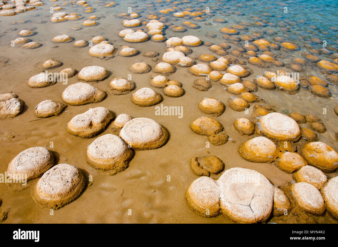 Cyanobacteria Fossil Stock Photos & Cyanobacteria Fossil Stock Images ...