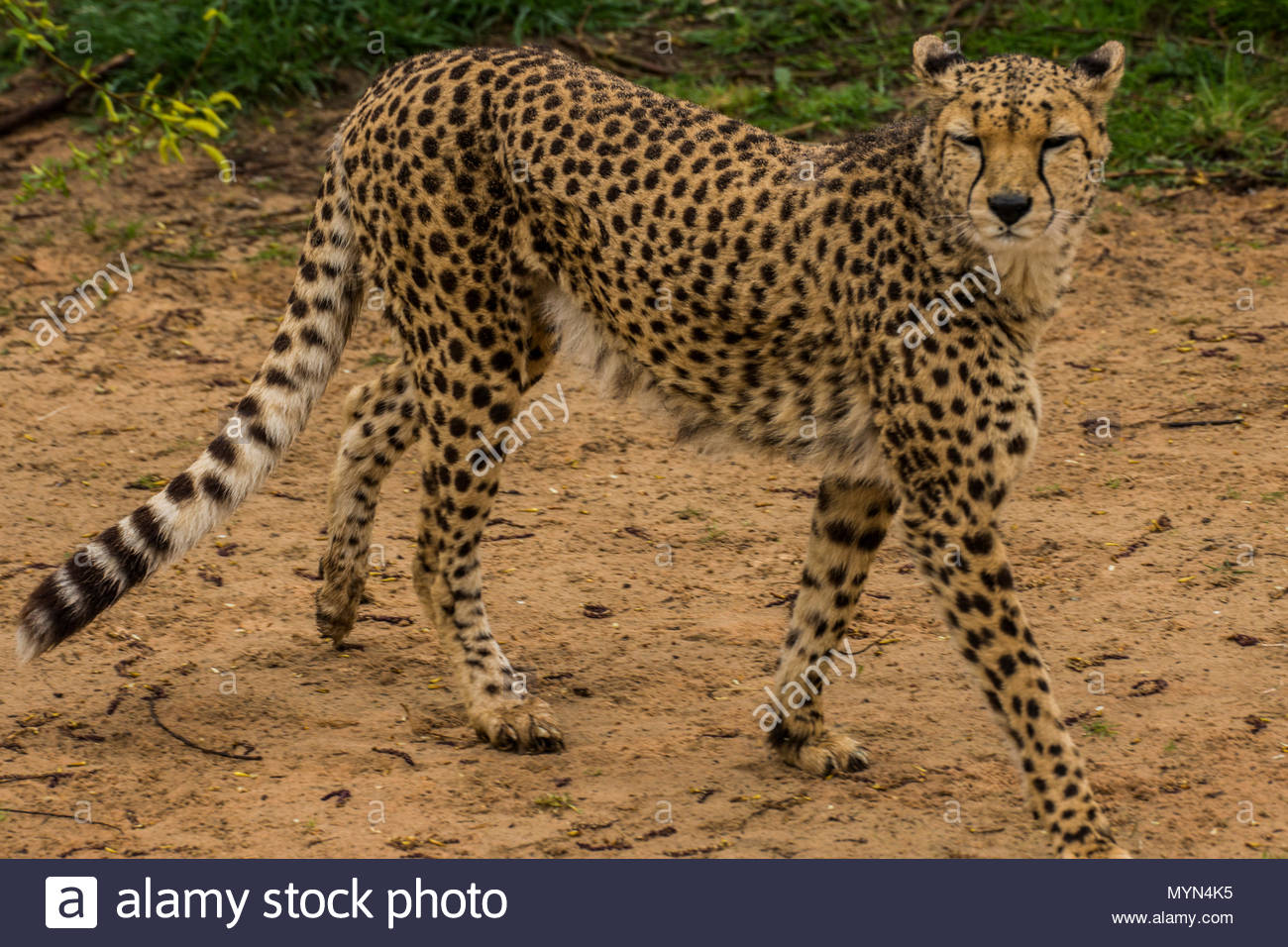 Chester Cheetah Stock Photos & Chester Cheetah Stock Images - Alamy