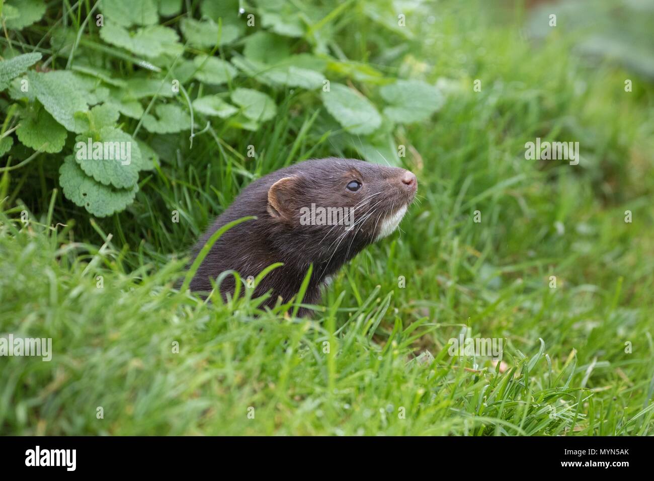American mink (Neovison vison). Head close up Stock Photo - Alamy
