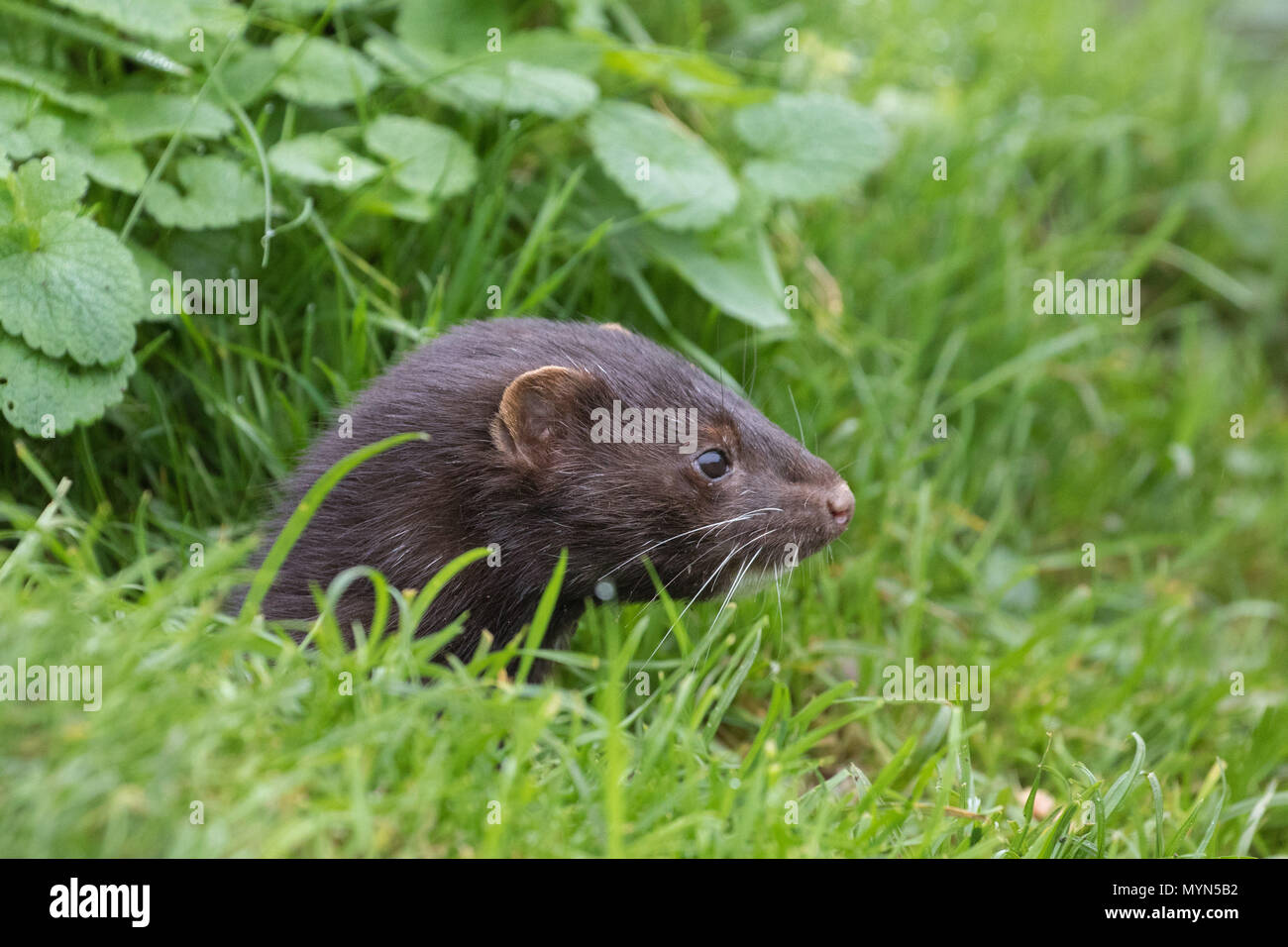 American mink (Neovison vison). Head close up Stock Photo - Alamy