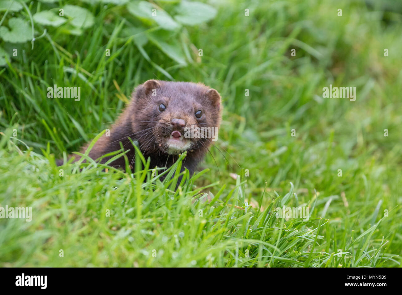 American mink (Neovison vison). Head close up Stock Photo - Alamy