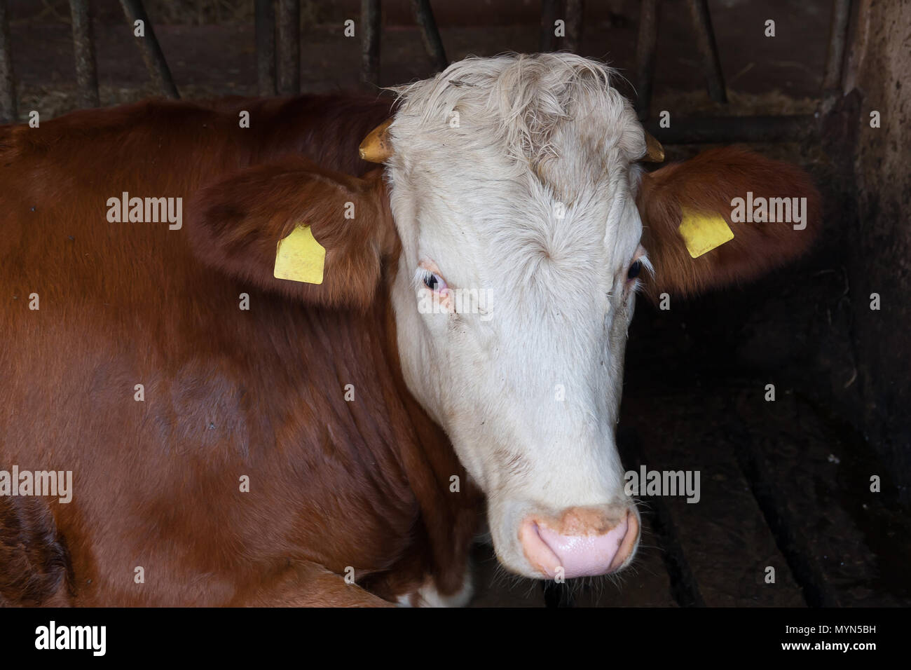 Cow standing red barn hi-res stock photography and images - Alamy