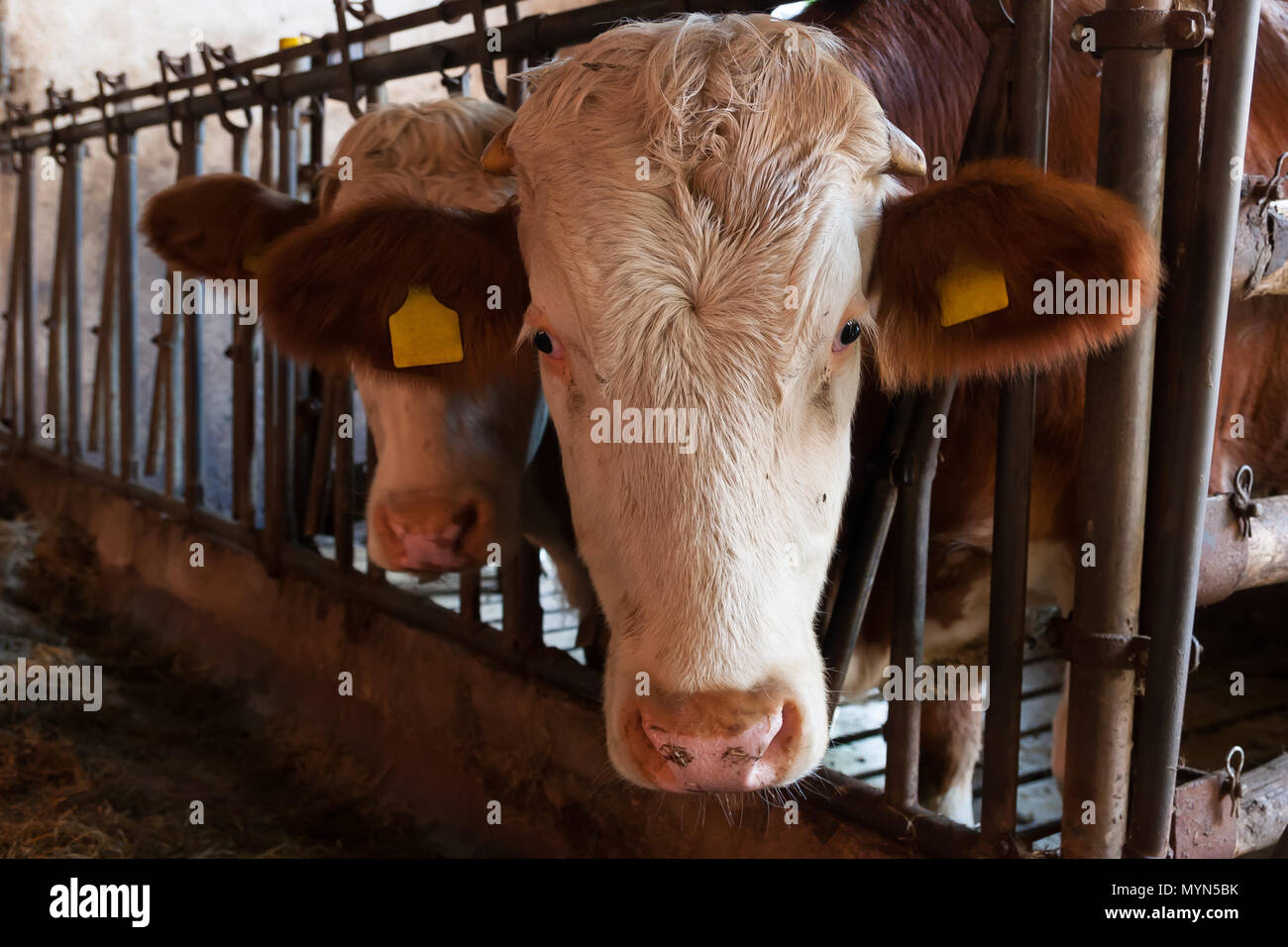 Feed lot cattle head in hi-res stock photography and images - Alamy