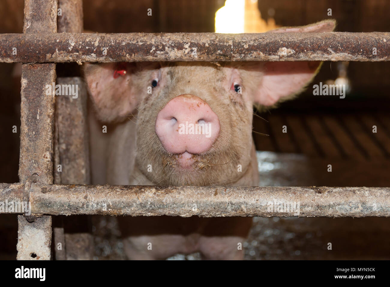 Pig pigpen pigsty indoor hi-res stock photography and images - Alamy