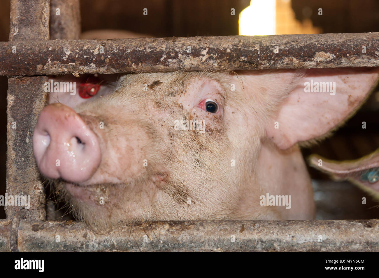 Pig in a pigsty on a farm Stock Photo - Alamy
