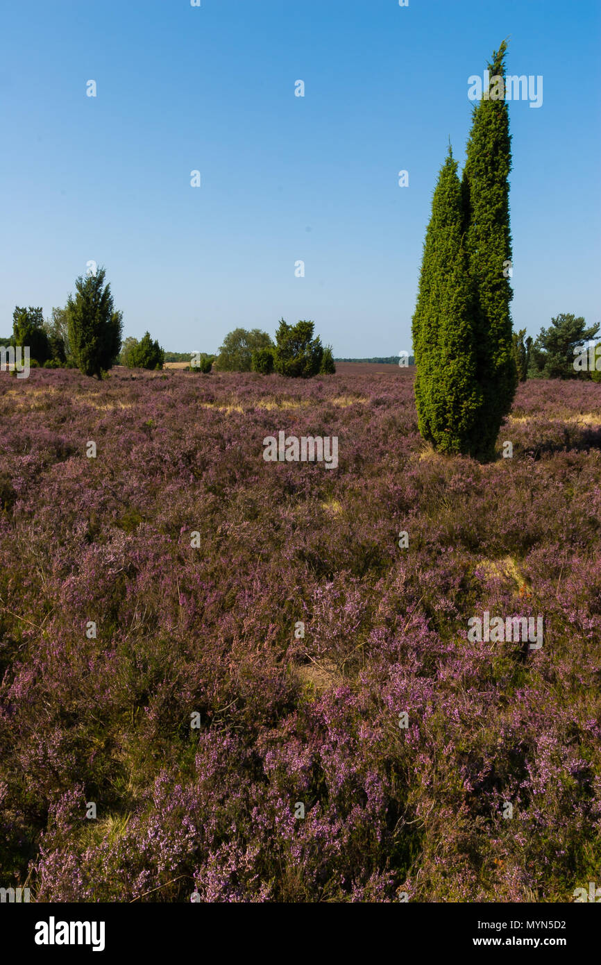 Beautiful landscape in the Lueneburg Heath in portrait format Stock ...