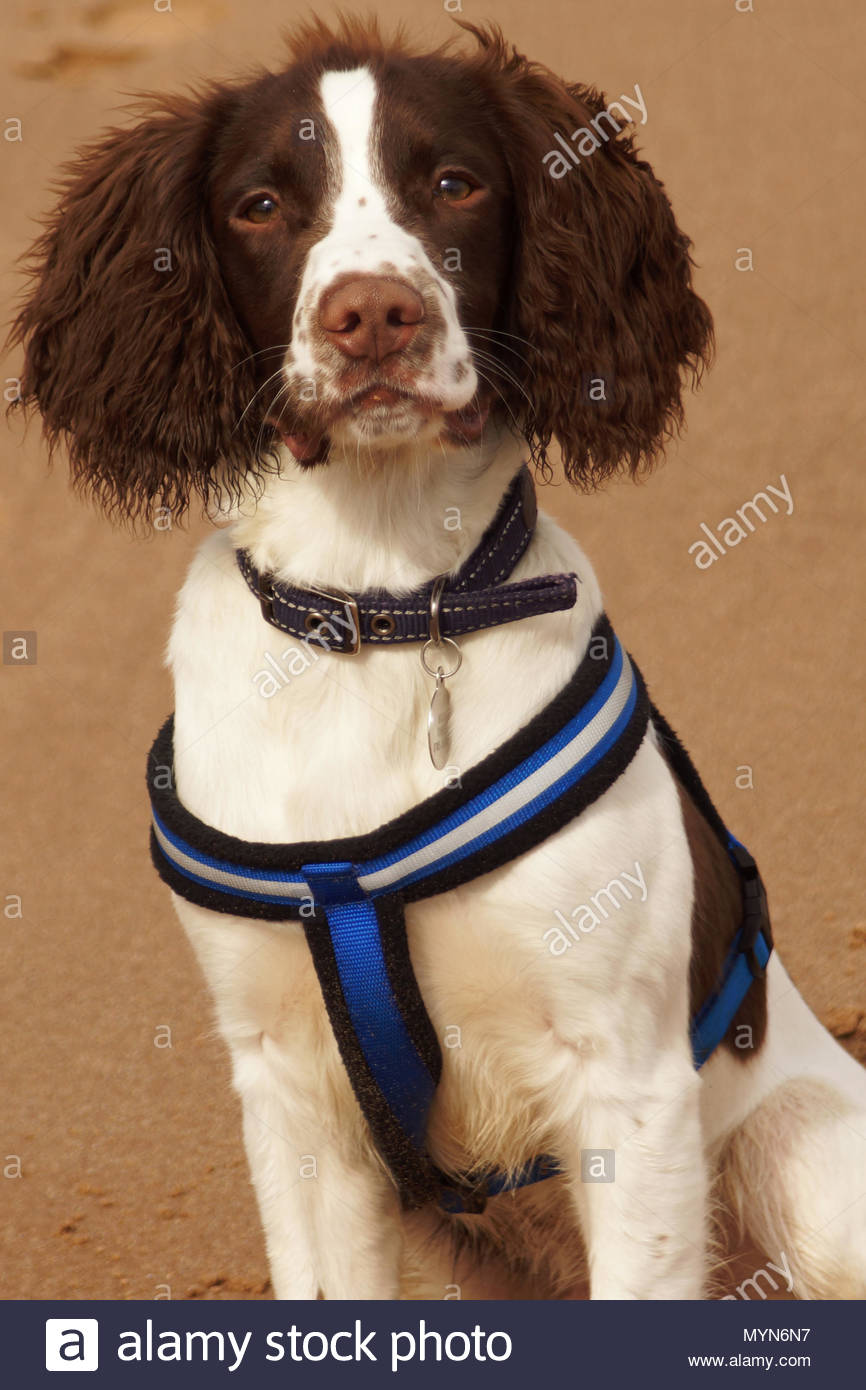 Working Springer Spaniel Stock Photos & Working Springer Spaniel Stock ...