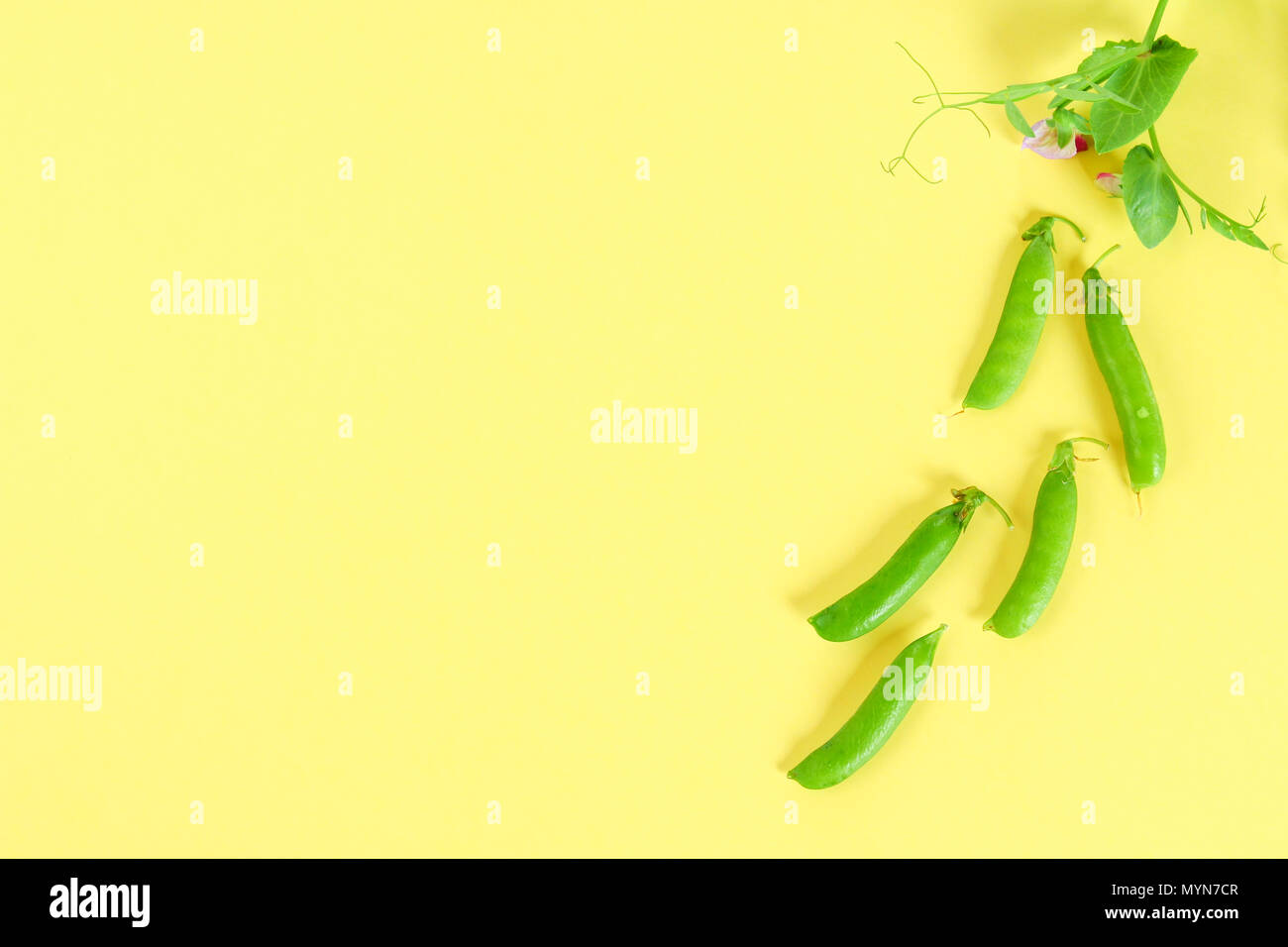 Peas, pods, leaves and pea flowers on a light pastel background. Floral ...