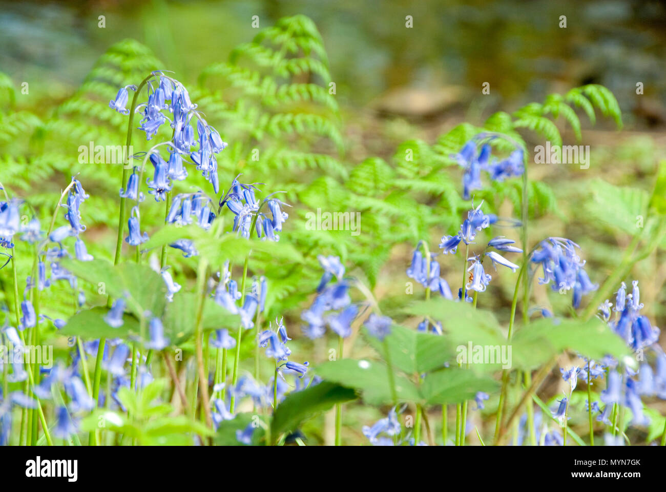 Delicate ferns hi-res stock photography and images - Alamy