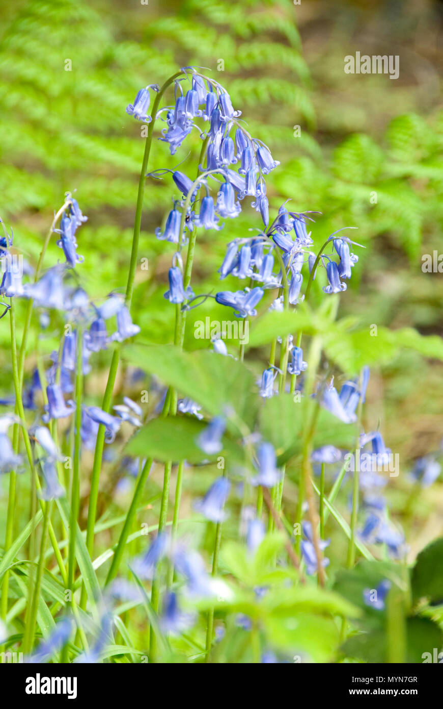 Ferns delicate hi-res stock photography and images - Alamy