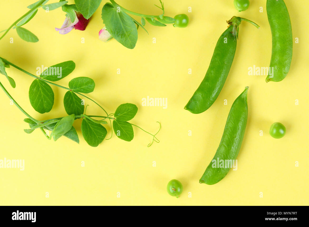 Peas, pods, leaves and pea flowers on a light pastel background. Floral ...
