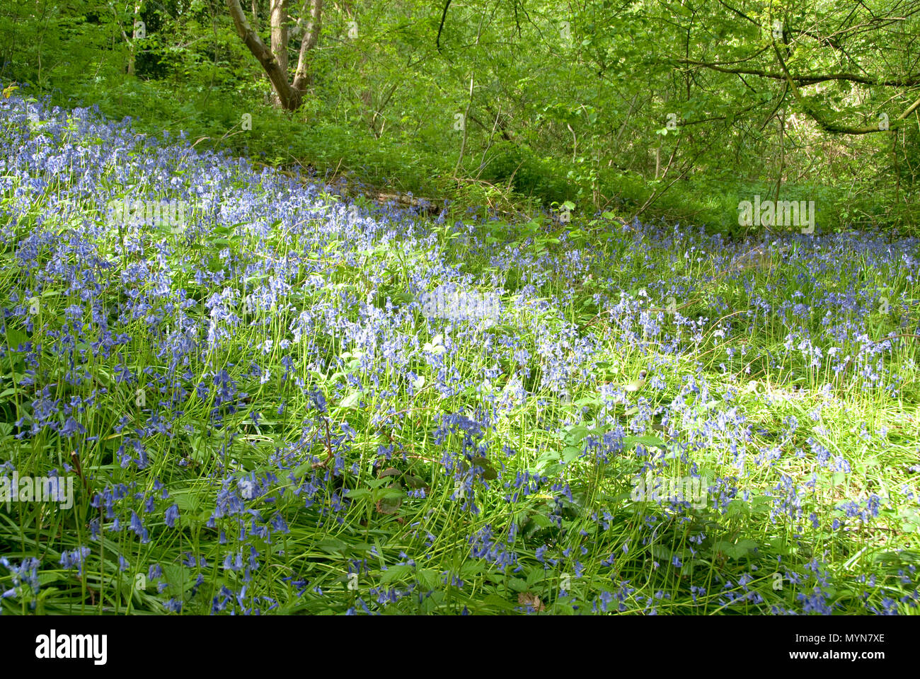 Woodland glade in spring hi-res stock photography and images - Alamy