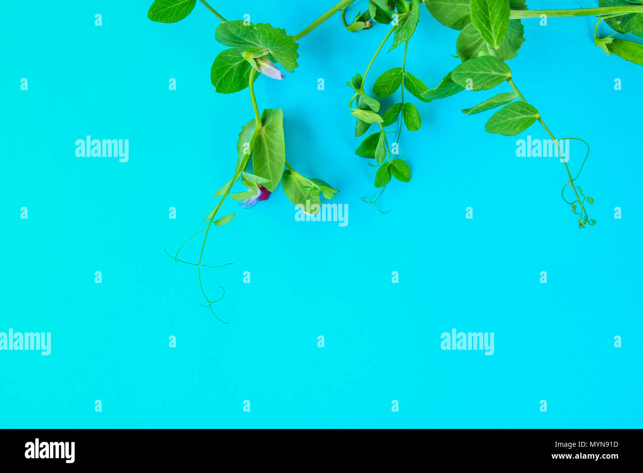 Peas, pods, leaves and pea flowers on a light pastel background. Floral ...