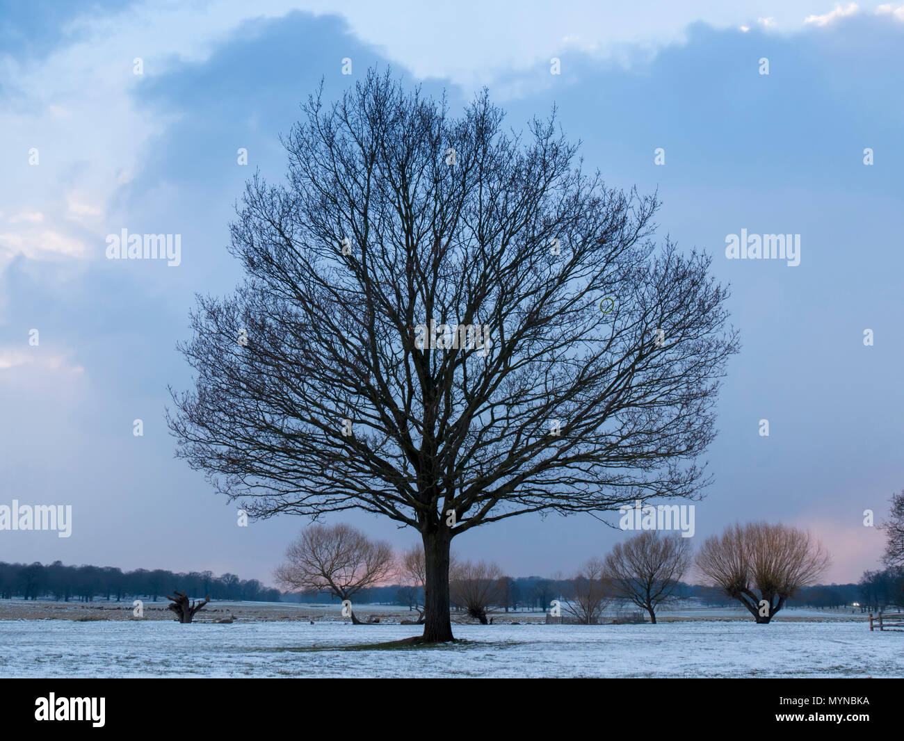 Winter tree Richmond Park horizontal Stock Photo - Alamy
