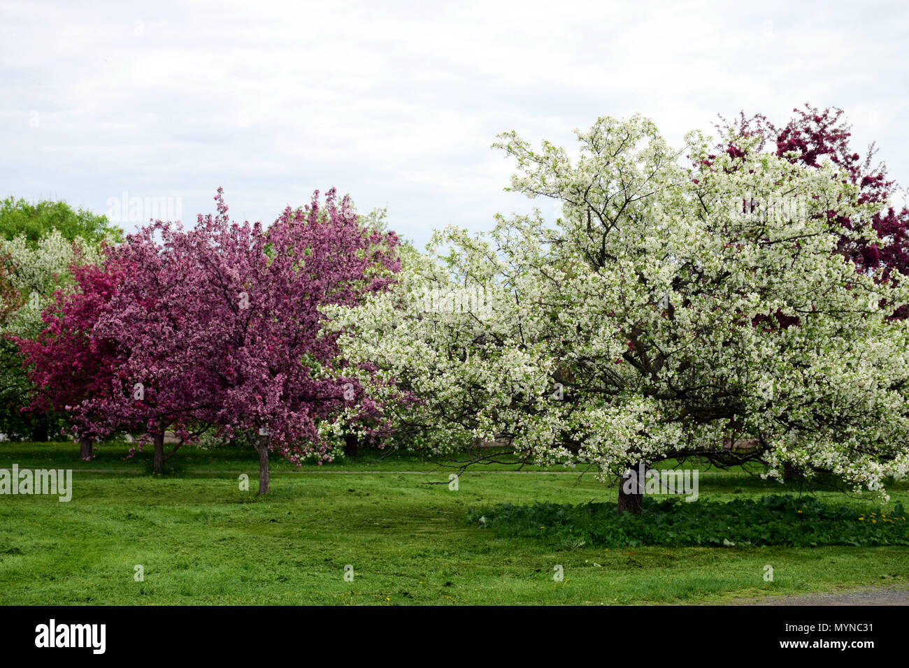 Crabapple trees in bloom Stock Photo - Alamy