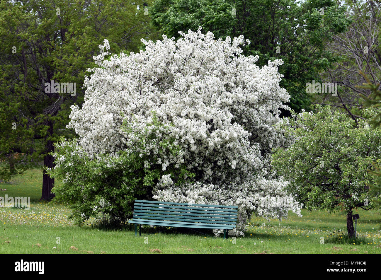 Bench under tree in blossom hi-res stock photography and images - Alamy