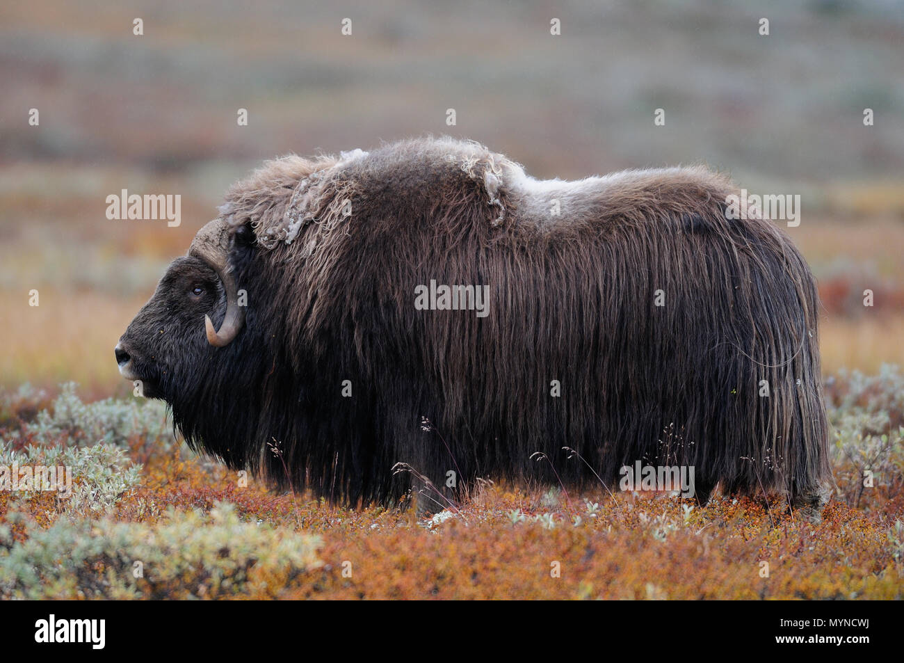 Musk ox bull in a autumn landscape, dovrefjell, norway, (ovibos ...