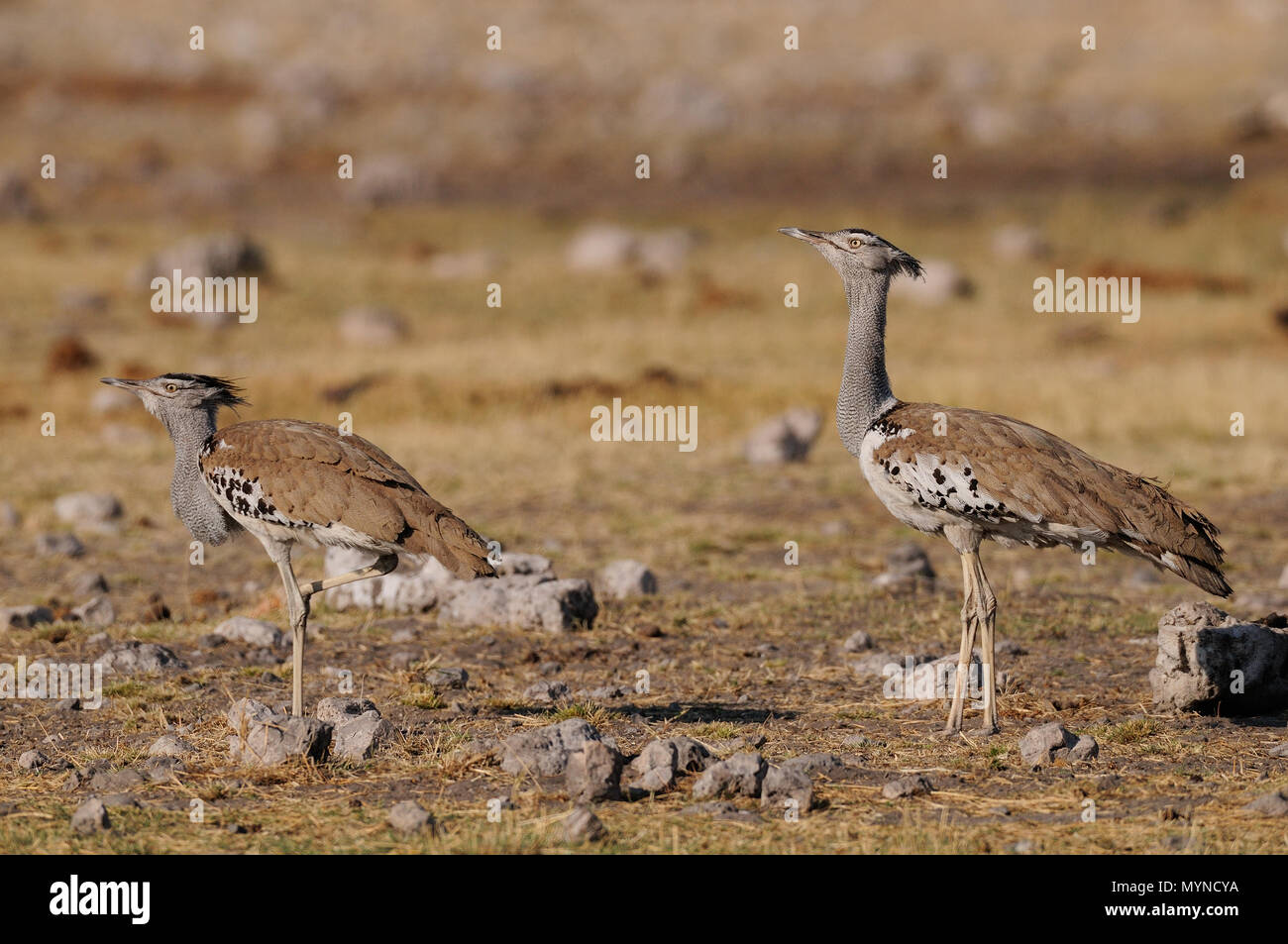 Two kori bustard, etosha nationalpark, namibia, (ardeotis kori Stock ...