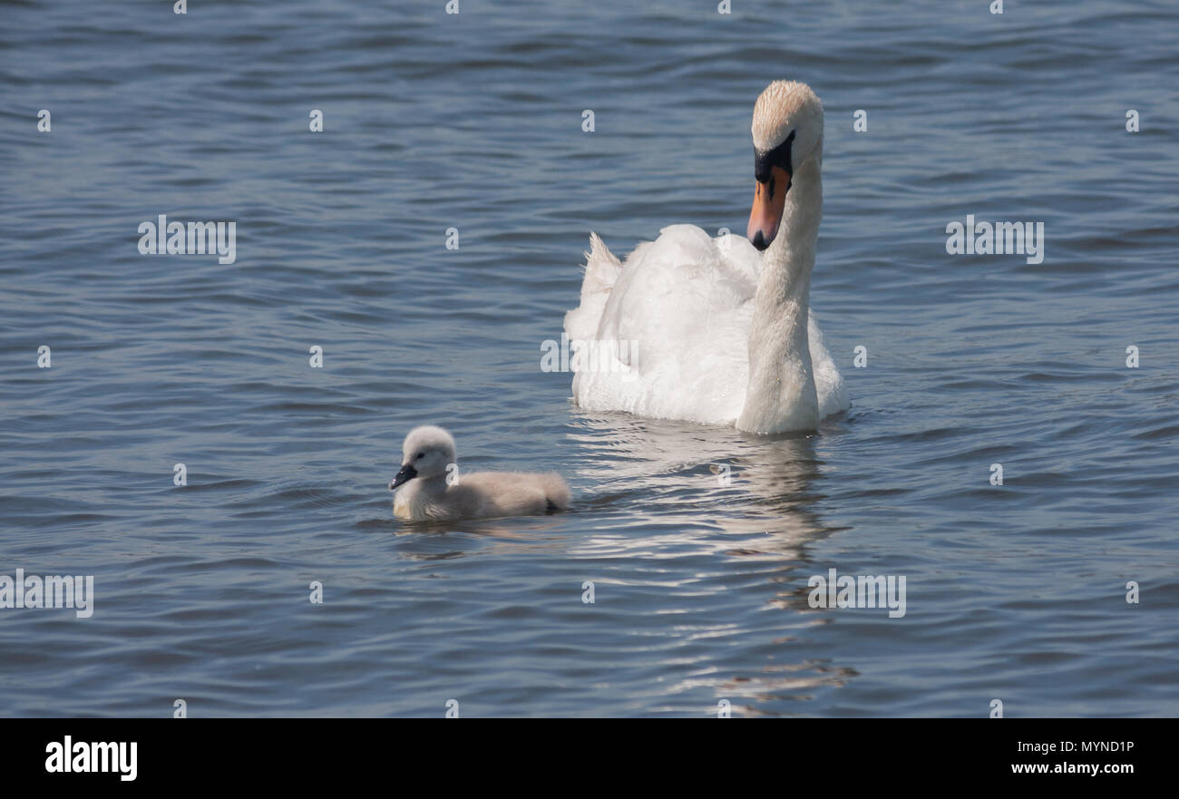Mute Swan & Cygnet Stock Photo - Alamy