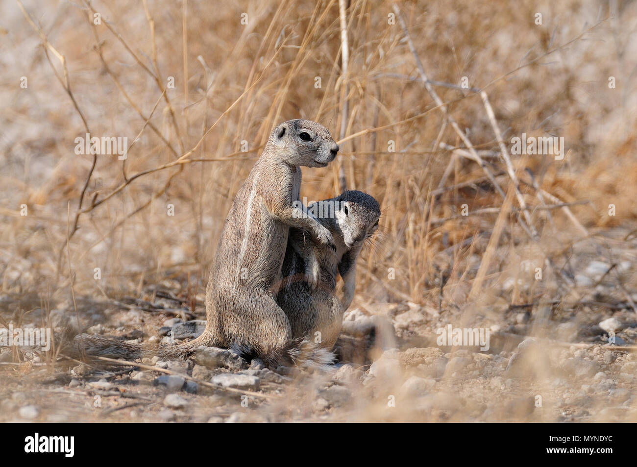 Two cape ground squirrel are play, etosha nationalpark, namibia, (yerus ...