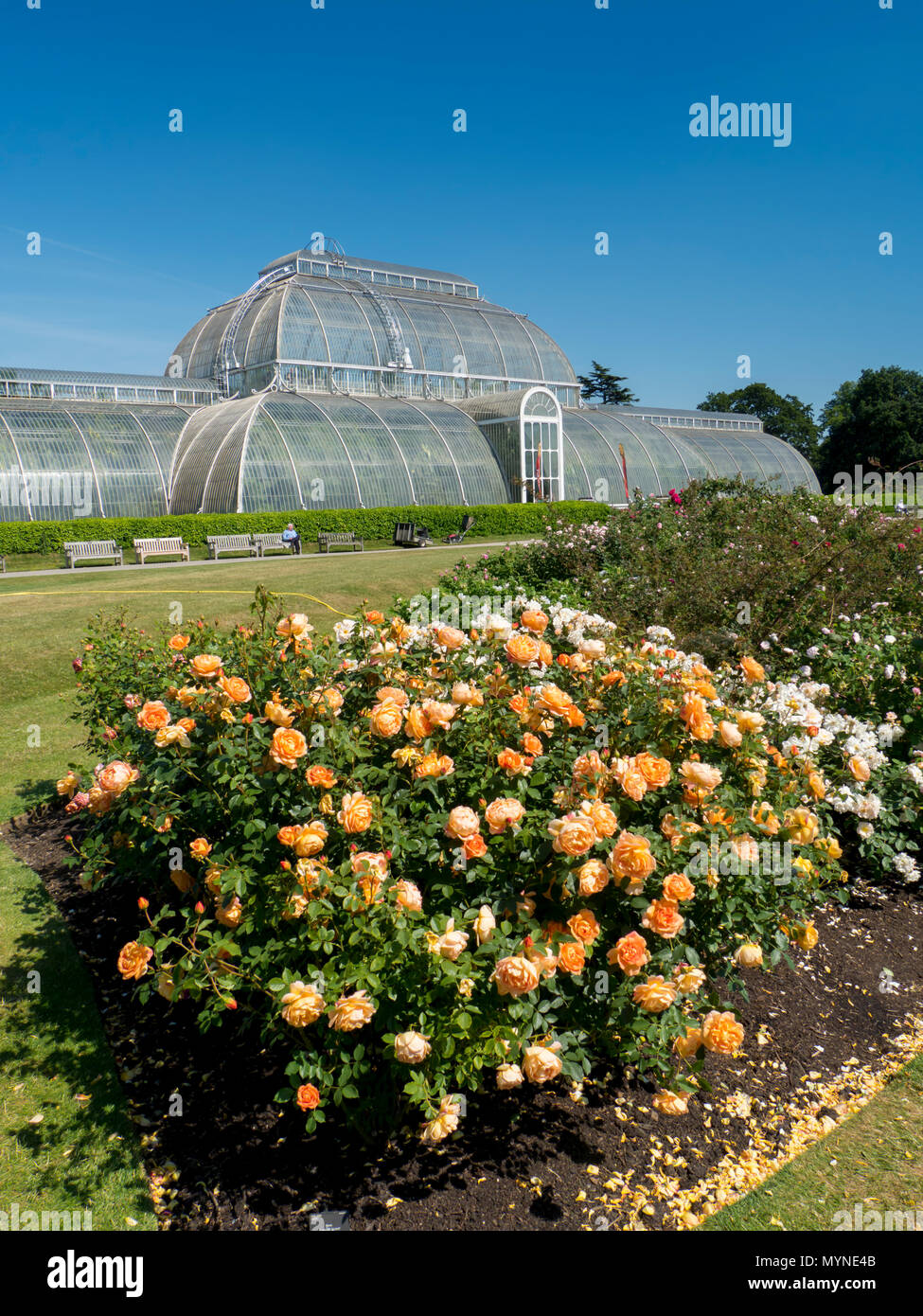 Palm House in Kew Gardens rose beds Stock Photo - Alamy