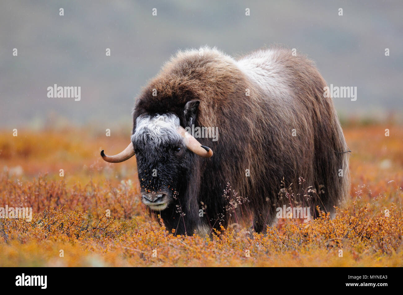 Musk ox in a autumn landscape, dovrefjell, norway, (ovibos moschatus ...