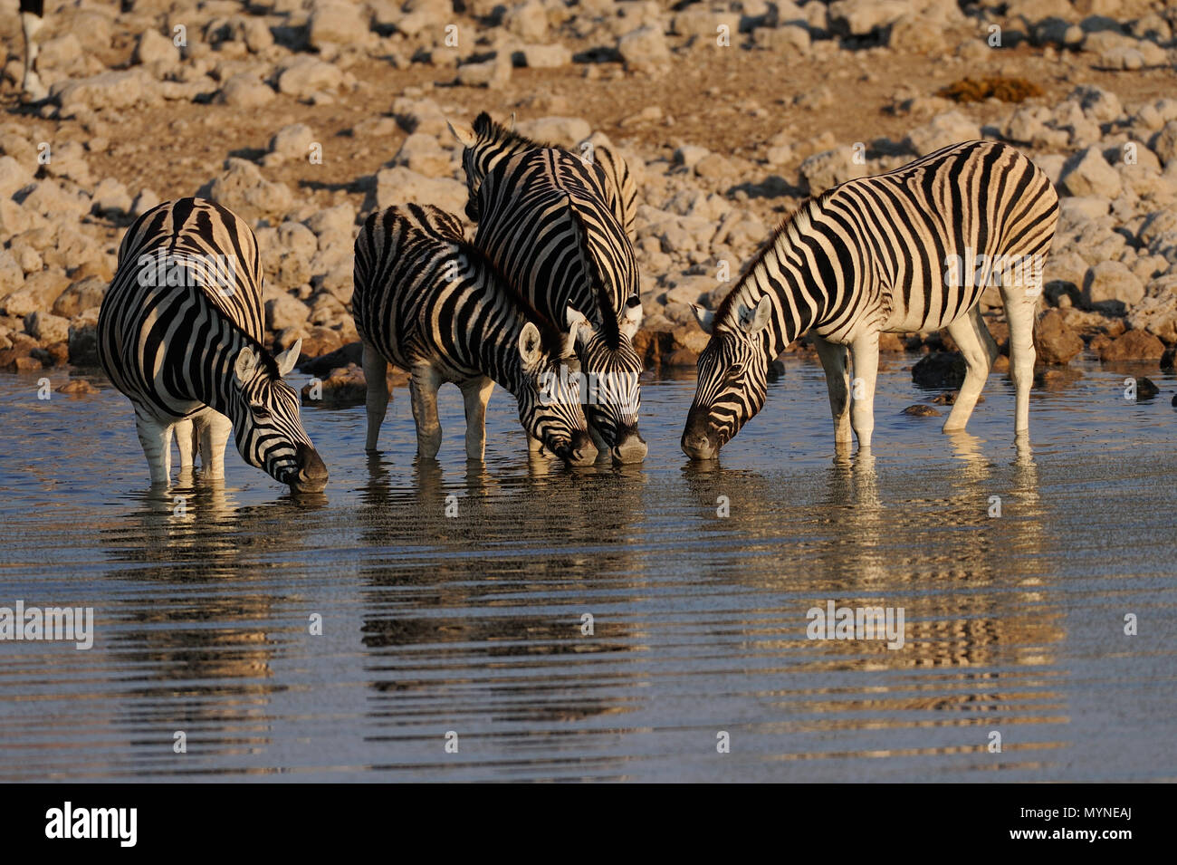 Burchell's zebras drink on a waterhole, etosha nationalpark, namibia ...