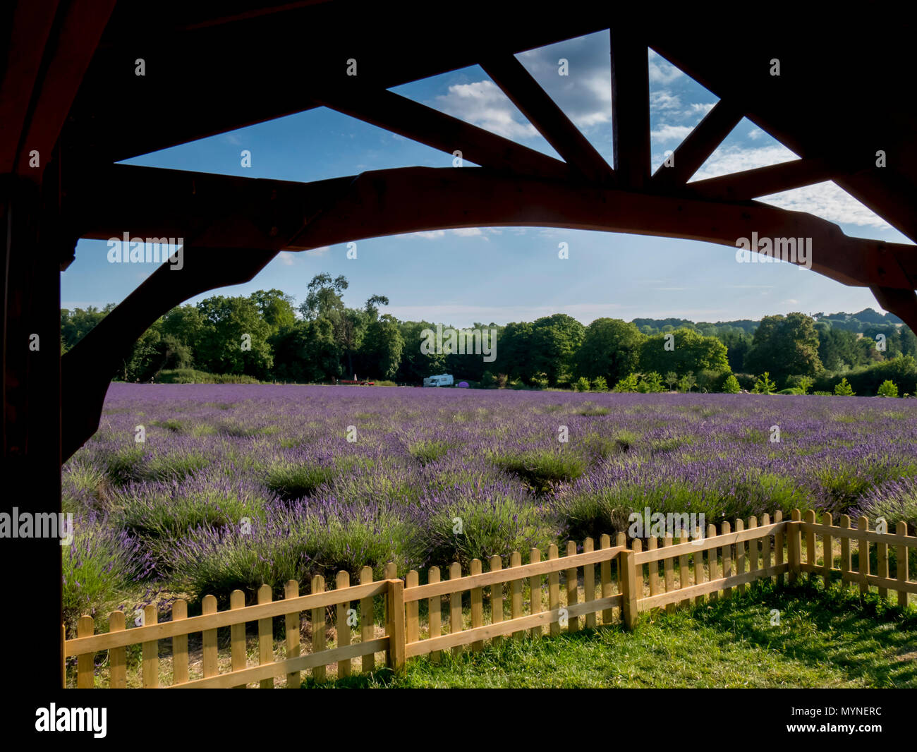 Europe, UK, England, London, Mayfield lavender farm Stock Photo - Alamy