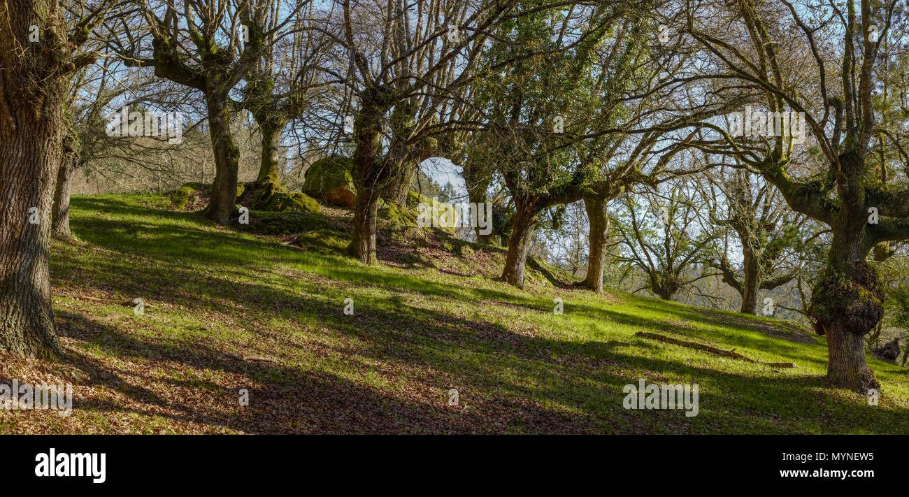 Carballeira, typical native oak forest in Galicia, in Láncara, Lugo ...