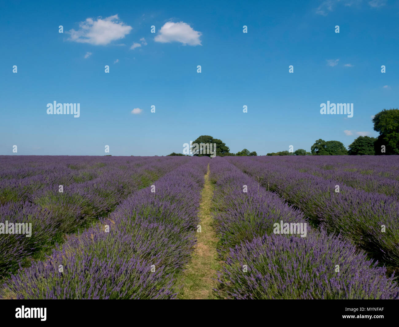 Mayfield lavender farm, london hi-res stock photography and images - Alamy