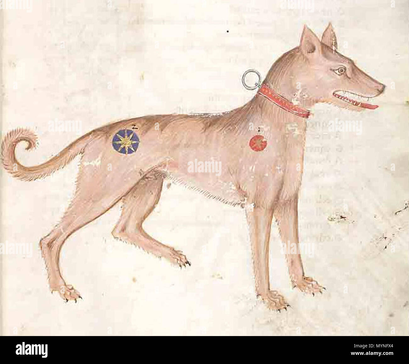 . Medieval illumination of a dog, 14th century, from a Codex in the ...