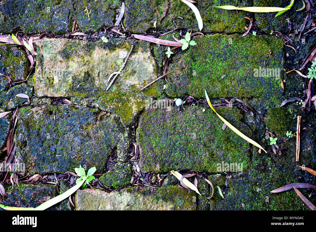 Mossy vegetation closeup hi-res stock photography and images - Alamy